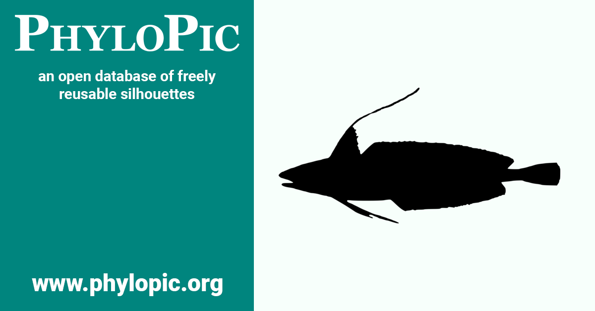 Urophycis chuss - PhyloPic