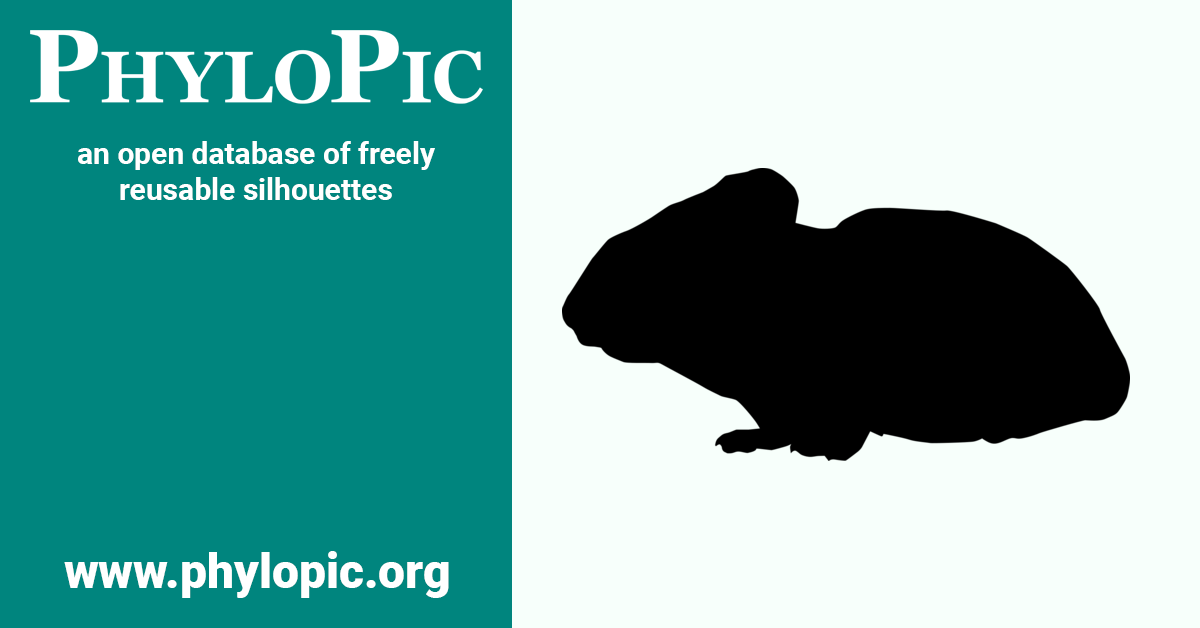 Ochotona princeps by Margot Michaud (CC0 1.0) - PhyloPic