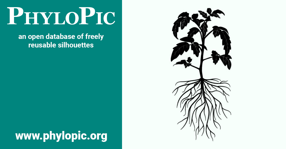 Solanum lycopersicum (CC0 1.0) - PhyloPic