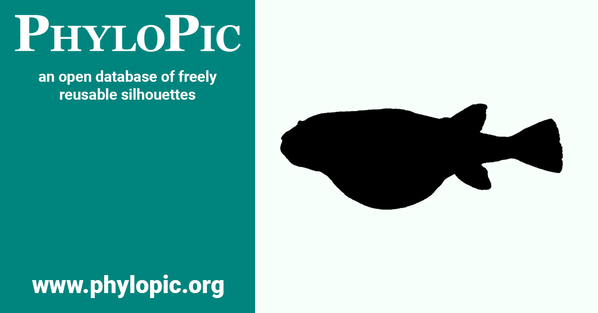 Tetraodontidae - PhyloPic