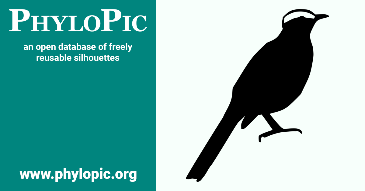 Mimus thenca by Edwin Price (CC0 1.0) - PhyloPic