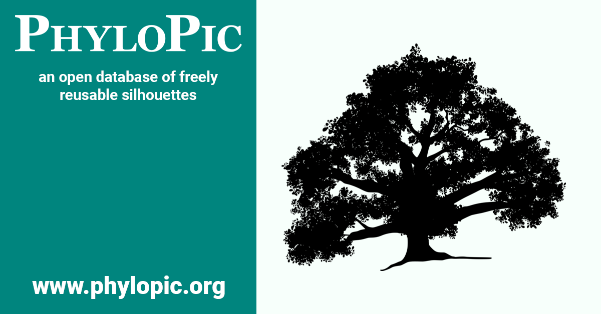 Quercus virginiana by Gabriela Palomo-Munoz (CC BY 4.0) - PhyloPic