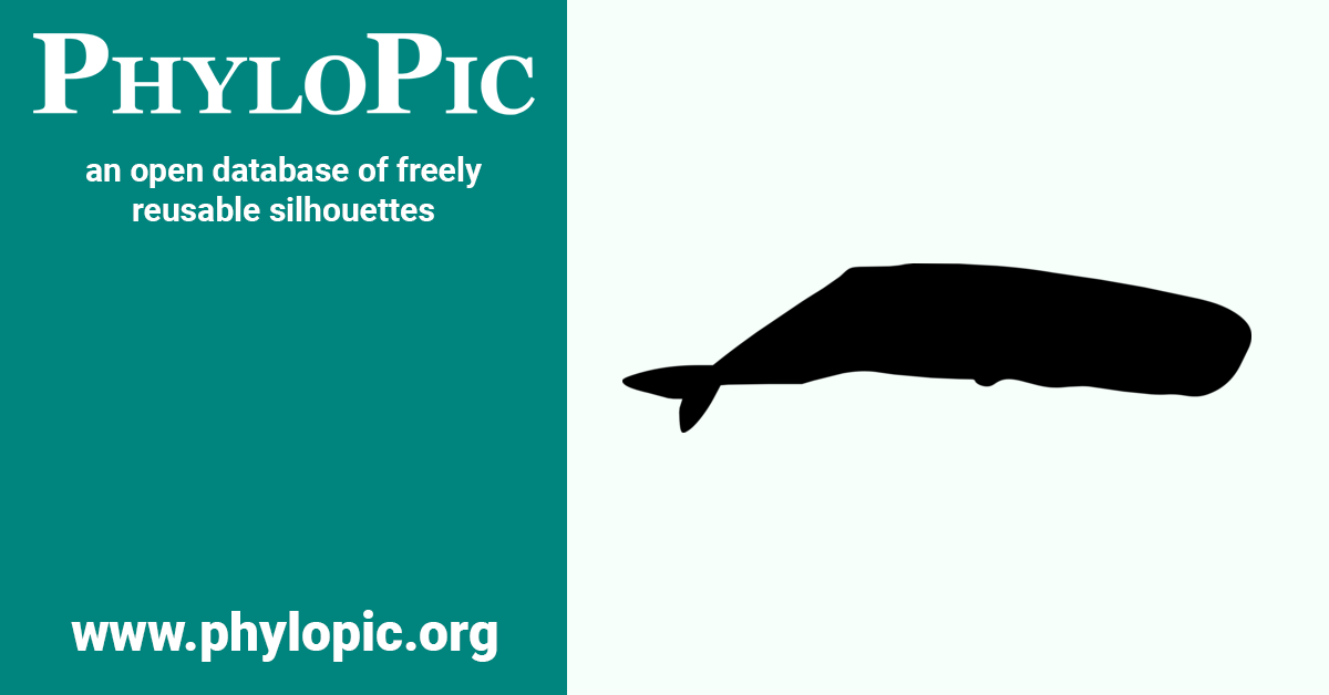 Physeteridae - PhyloPic