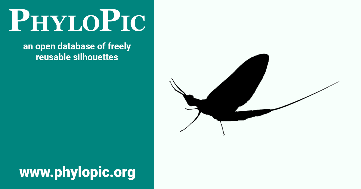 Ephemeroptera - PhyloPic