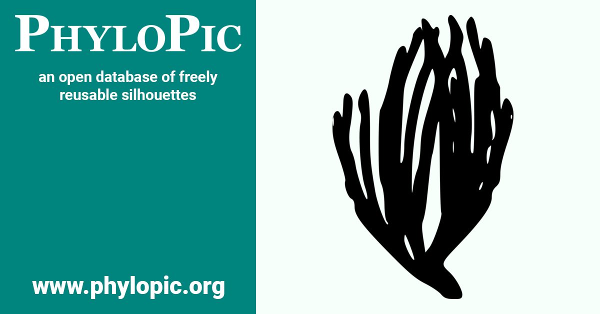 Axinellidae by Tree of Life App (CC BY 4.0) - PhyloPic