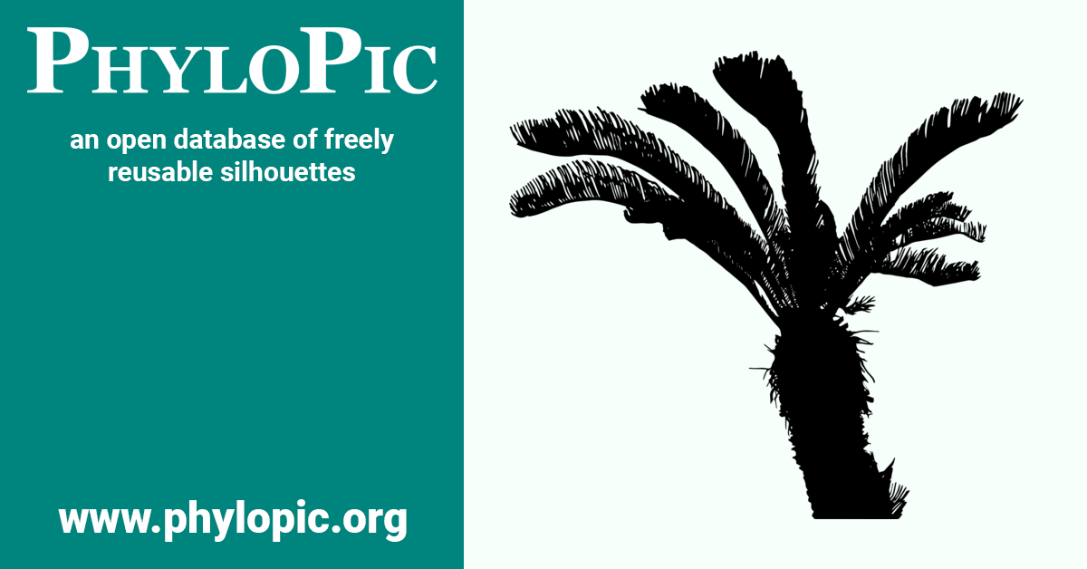 Cycadophyta - PhyloPic
