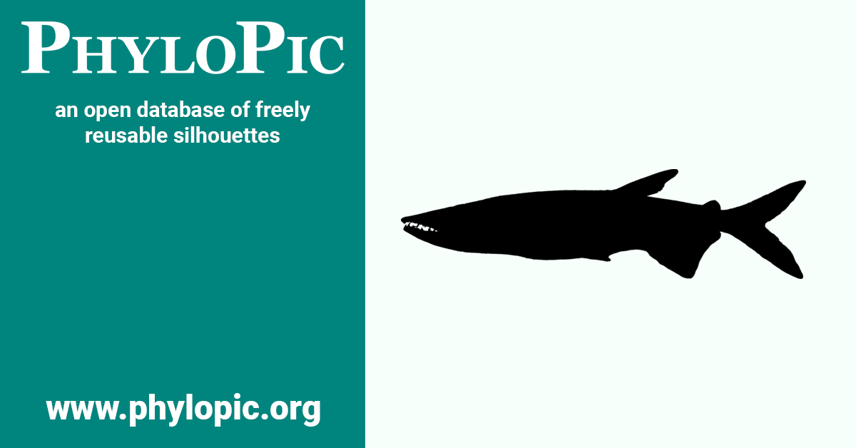 Acestrorhynchus falcatus by Melo-Ortiz O.E.; Herrera-R, G.A. y Parada ...