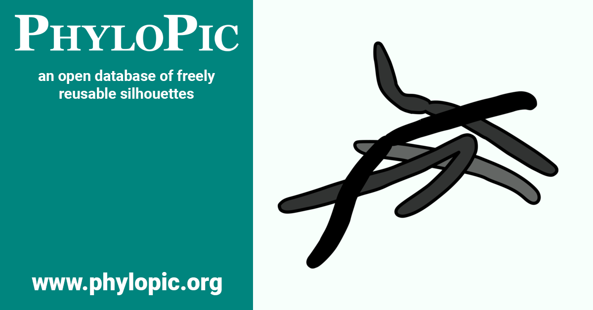 Fusobacterium nucleatum by Matt Crook (CC BY-SA 3.0) - PhyloPic