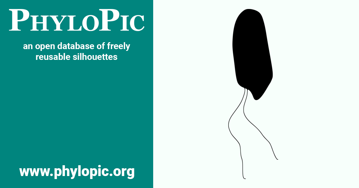 Chilomonas (CC0 1.0) - PhyloPic