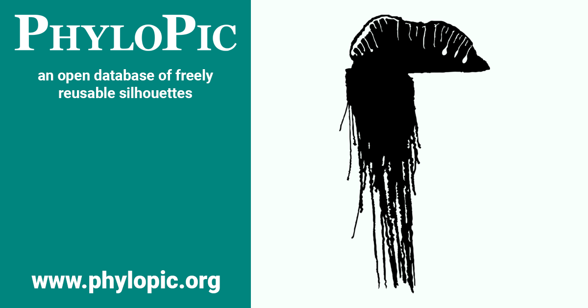 Physalia physalis - PhyloPic