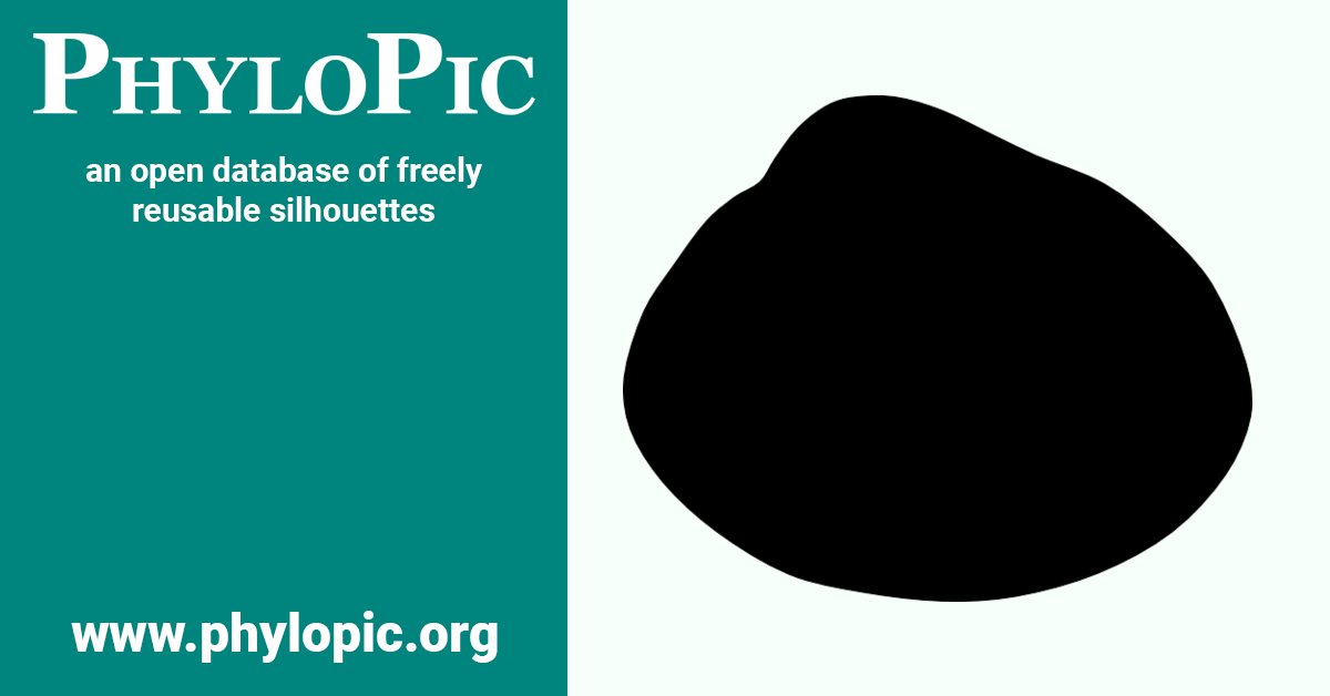 Ennucula mirifica by Katie S. Collins (CC BY 3.0) - PhyloPic