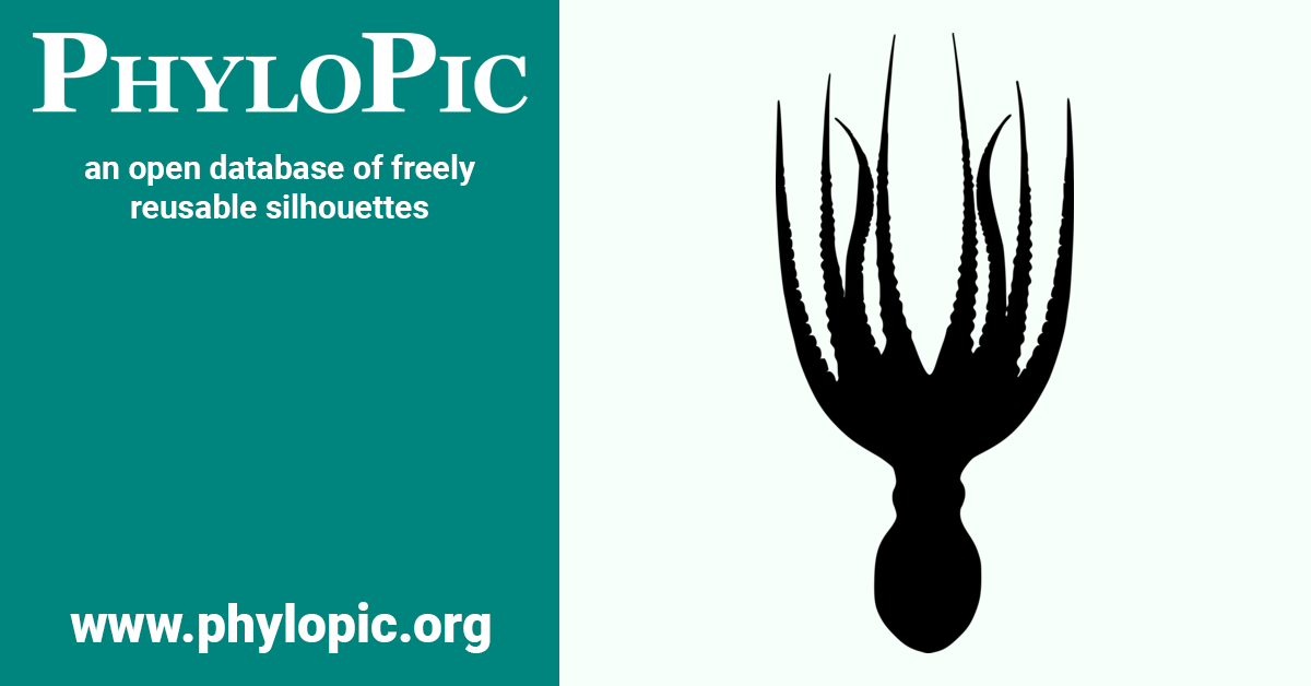 Amphioctopus - PhyloPic