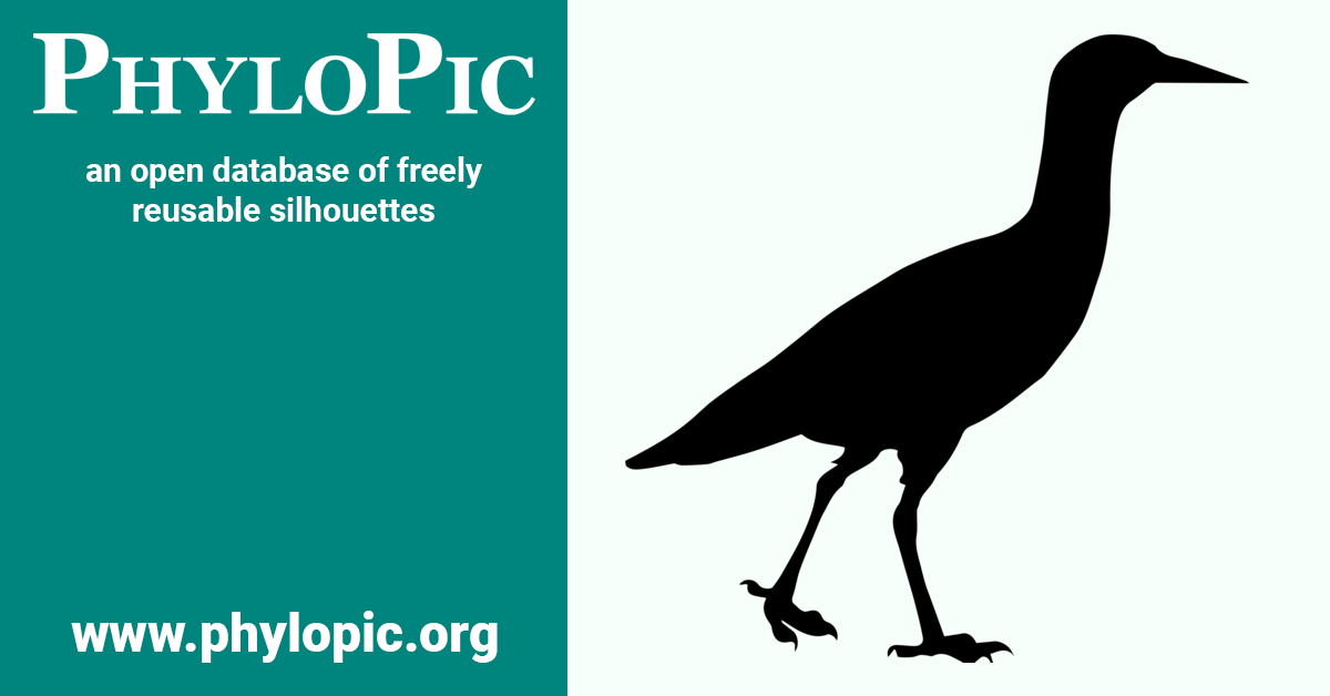 Lithornis by Sheatherius (CC BY-SA 3.0) - PhyloPic