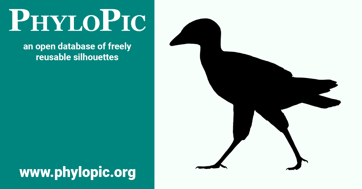 Neognathae - PhyloPic