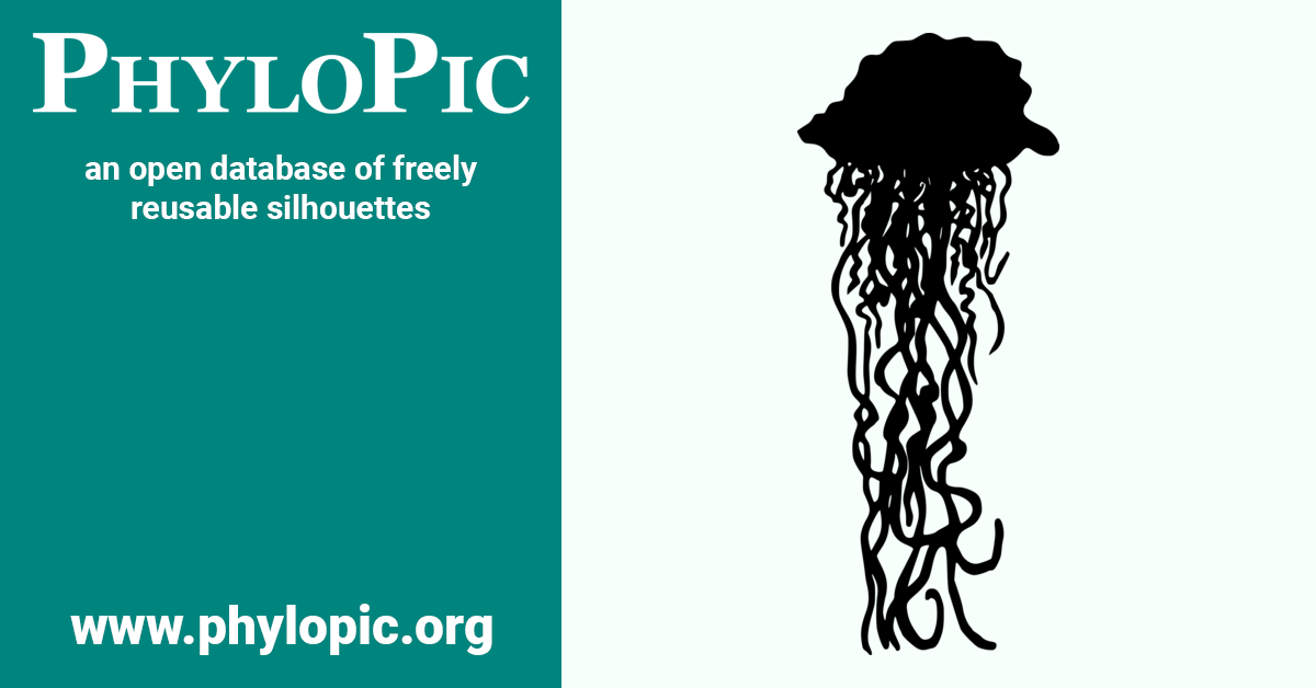 Physalia physalis (CC0 1.0) - PhyloPic