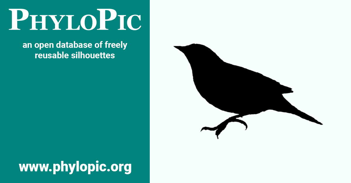 Piciformes - PhyloPic