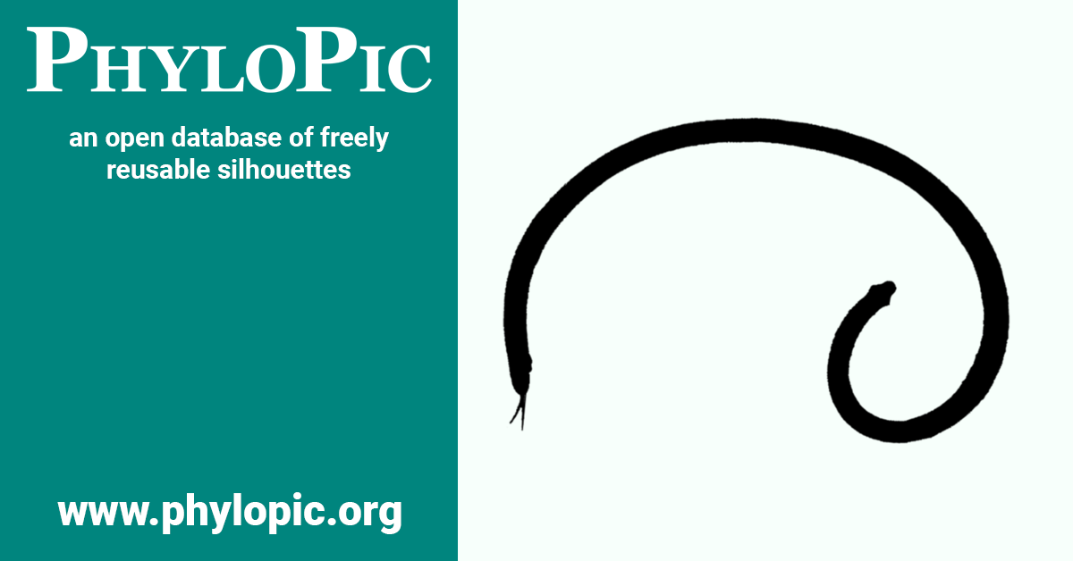 Polygordius appendiculatus by Hans Hillewaert (CC BY-SA 3.0) - PhyloPic