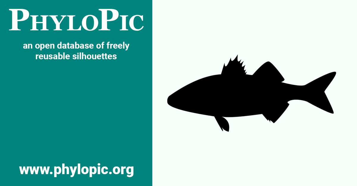 Dicentrarchus labrax by Andrew Hoadley (CC0 1.0) - PhyloPic