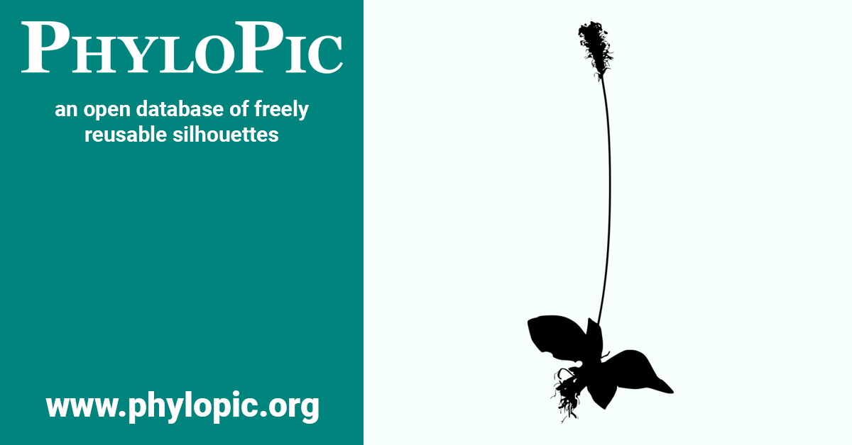 Plantago media (CC0 1.0) - PhyloPic