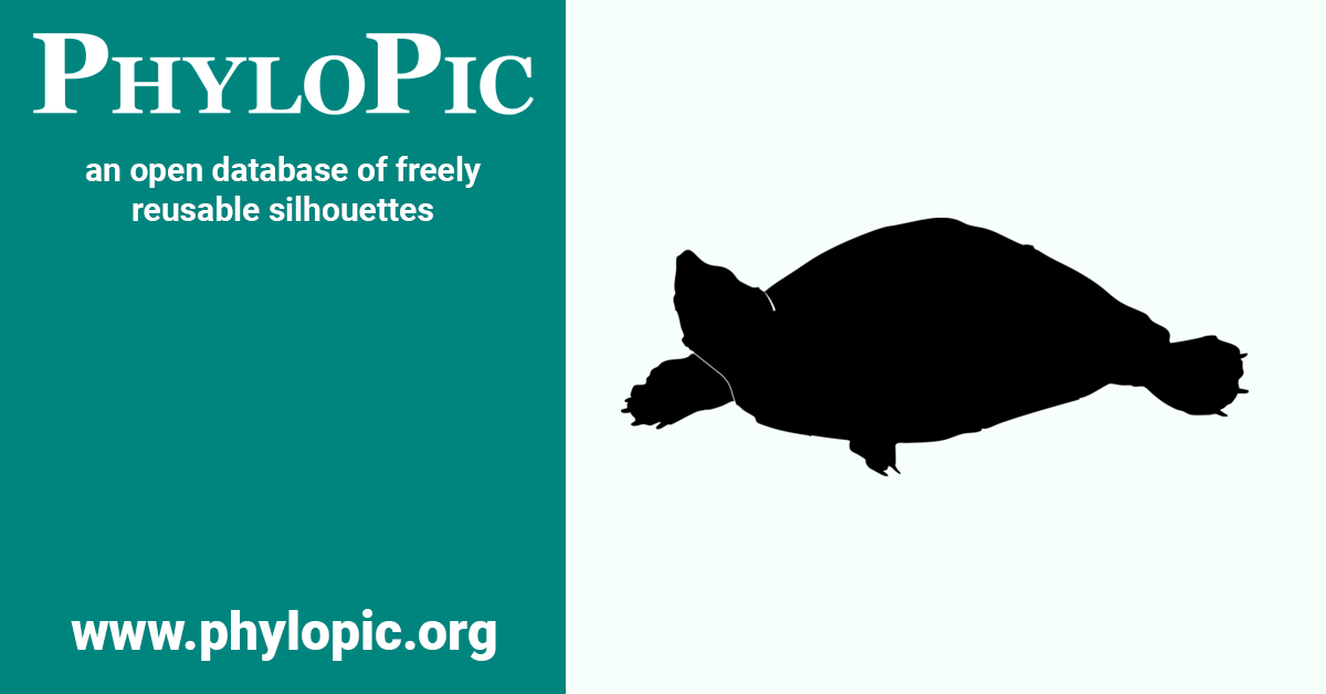 Dermatemys mawii (CC0 1.0) - PhyloPic