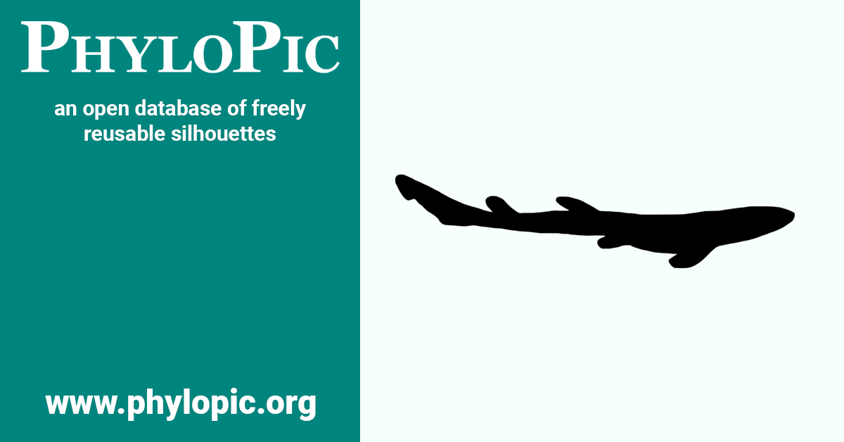 Galeomorphii - PhyloPic