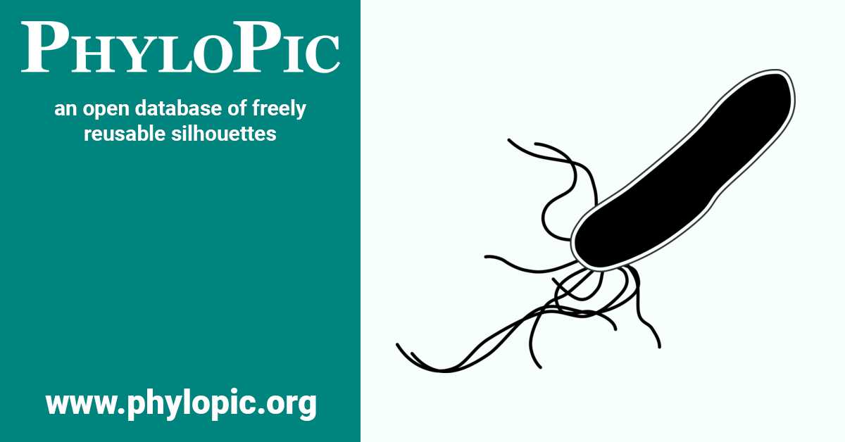 Halobacterium salinarum by Matt Crook (CC BY-SA 3.0) - PhyloPic