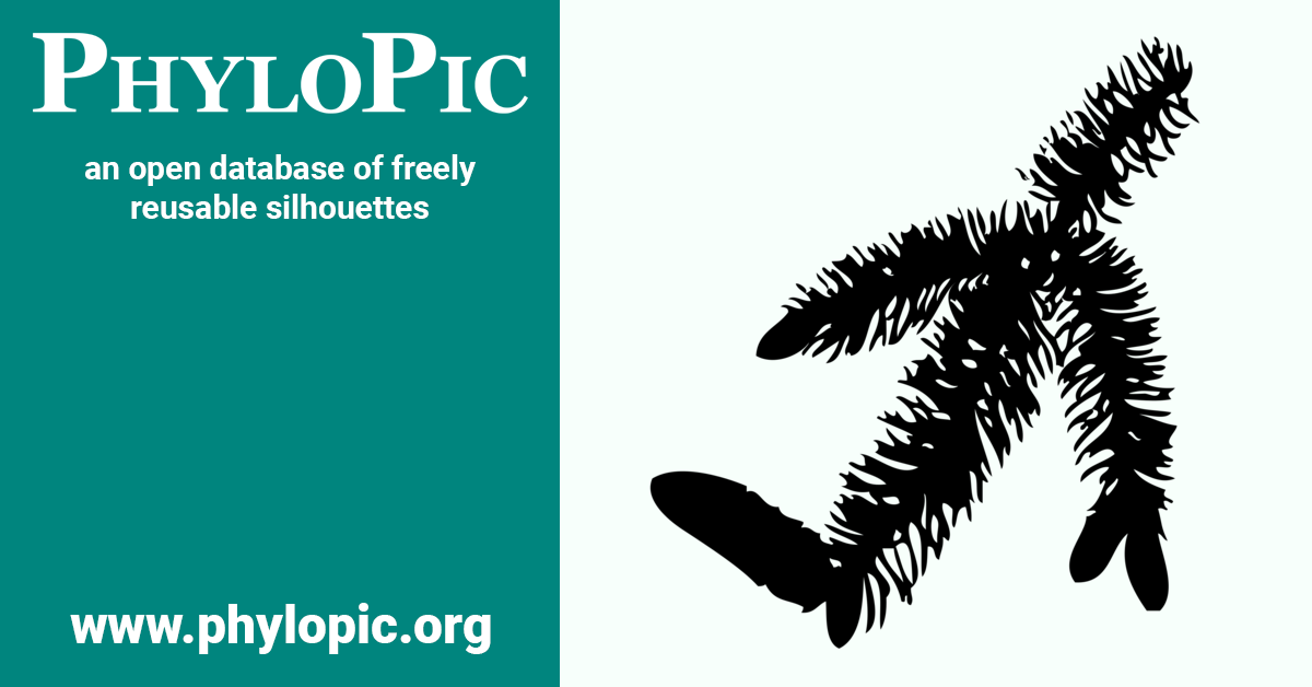 Picea - PhyloPic