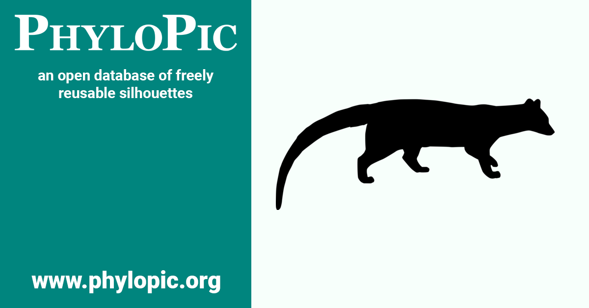 Genetta bourloni by Margot Michaud (CC0 1.0) - PhyloPic