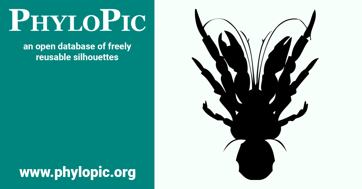 Birgus latro (PDM 1.0) - PhyloPic