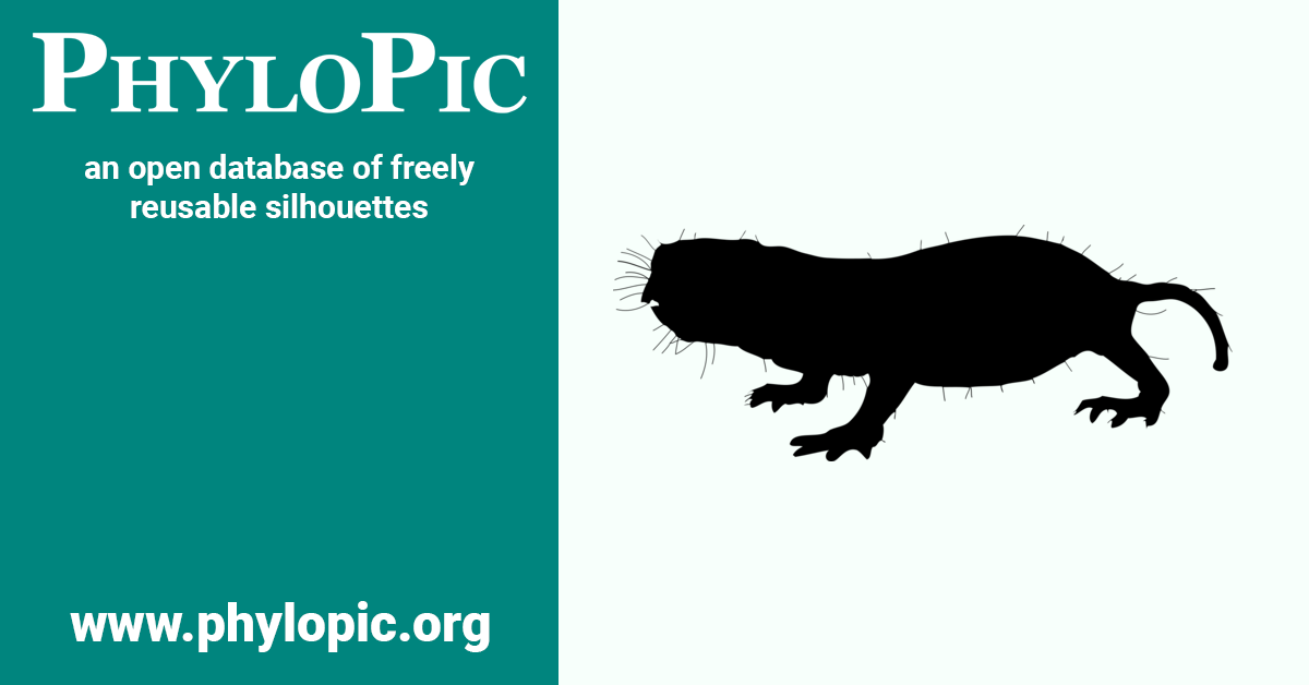 Heterocephalus glaber by Steven Traver (CC0 1.0) - PhyloPic