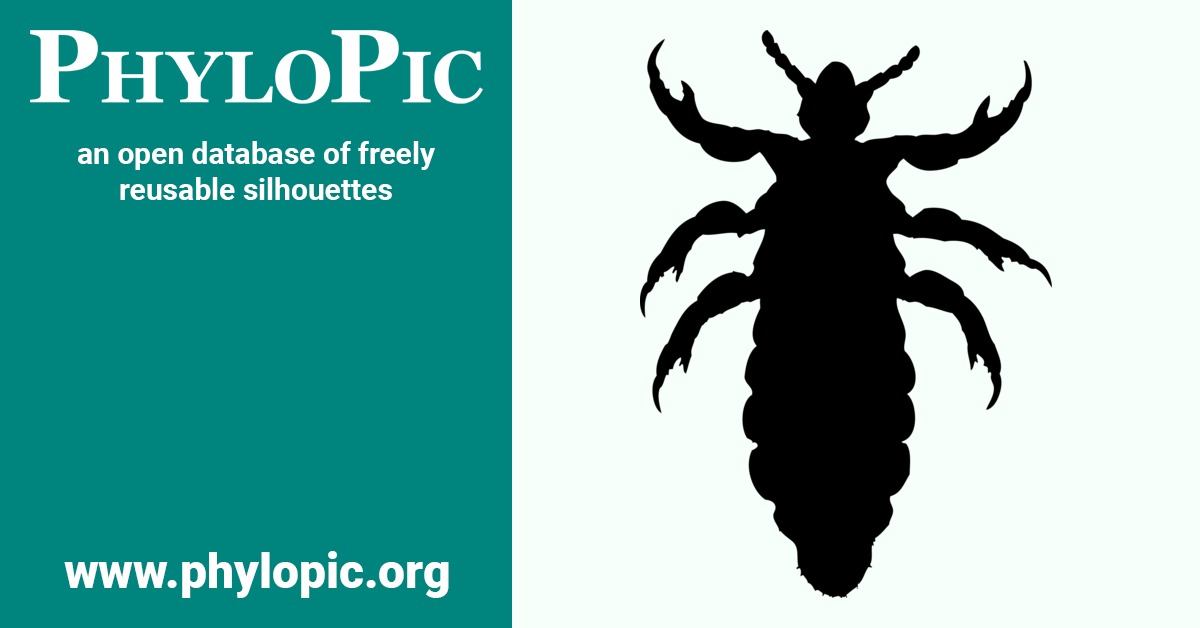 Pediculus humanus capitis by Kosta Mumcuoglu (vectorized by T. Michael ...