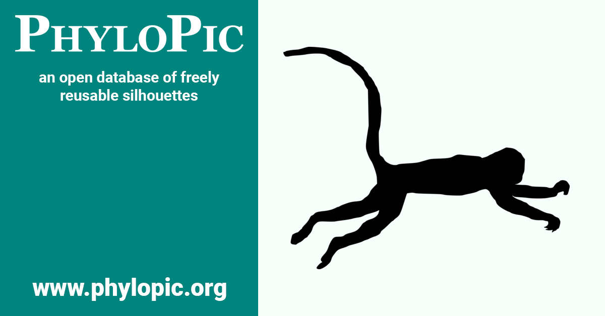 Apidium by after Luci Betti-Nash (CC0 1.0) - PhyloPic