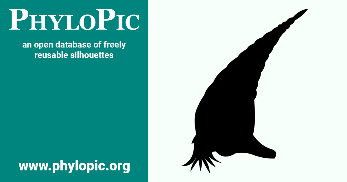 Cephalopoda - PhyloPic