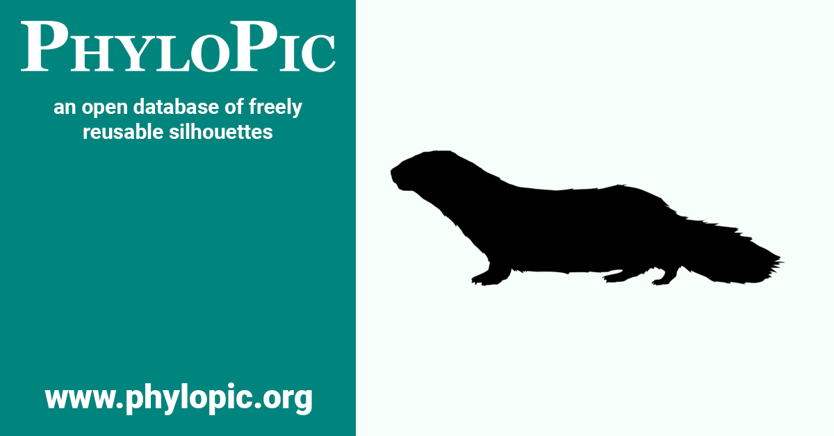 Lyncodon patagonicus by Margot Michaud (CC0 1.0) - PhyloPic