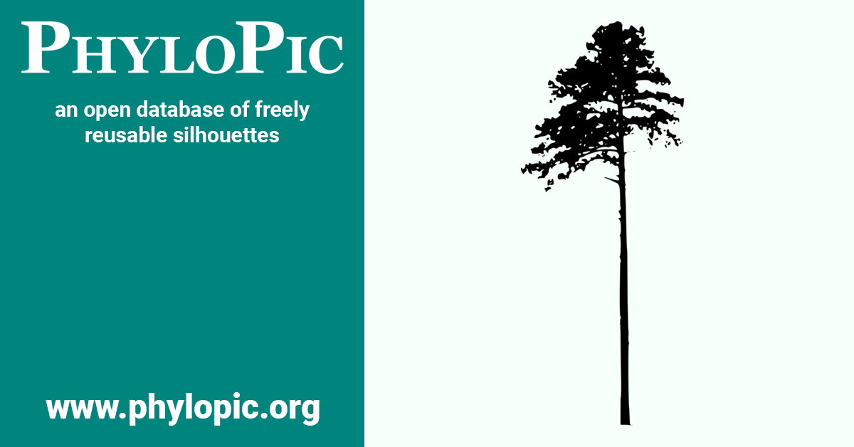 Pinus taeda by Michele M Tobias from an image By Dcrjsr - Own work, CC ...