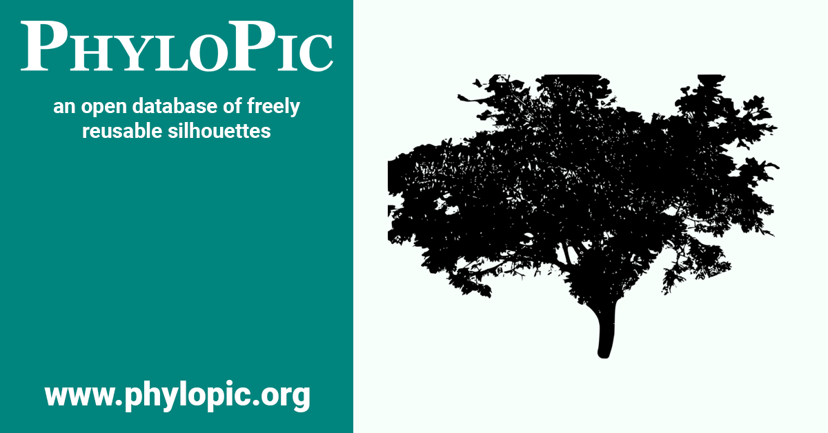 Lysiloma divaricatum by Cirilo Nelson (Photograph) (PDM 1.0) - PhyloPic