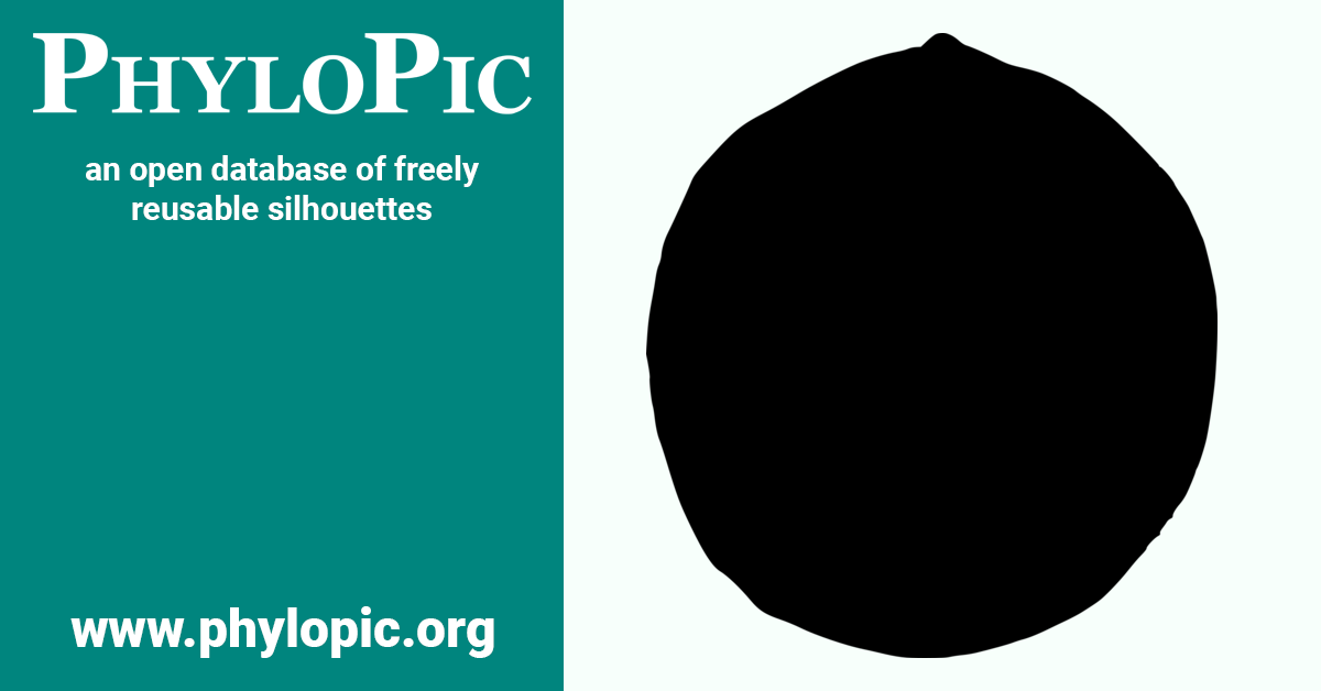 Neopilina galatheae (CC0 1.0) - PhyloPic