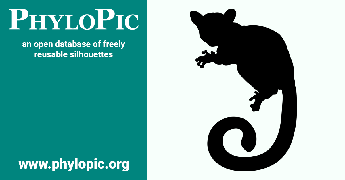 Galago alleni by Joseph Wolf, 1863 (vectorization by Dinah Challen ...