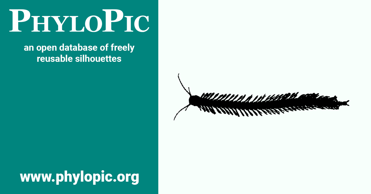 Crustacea - PhyloPic