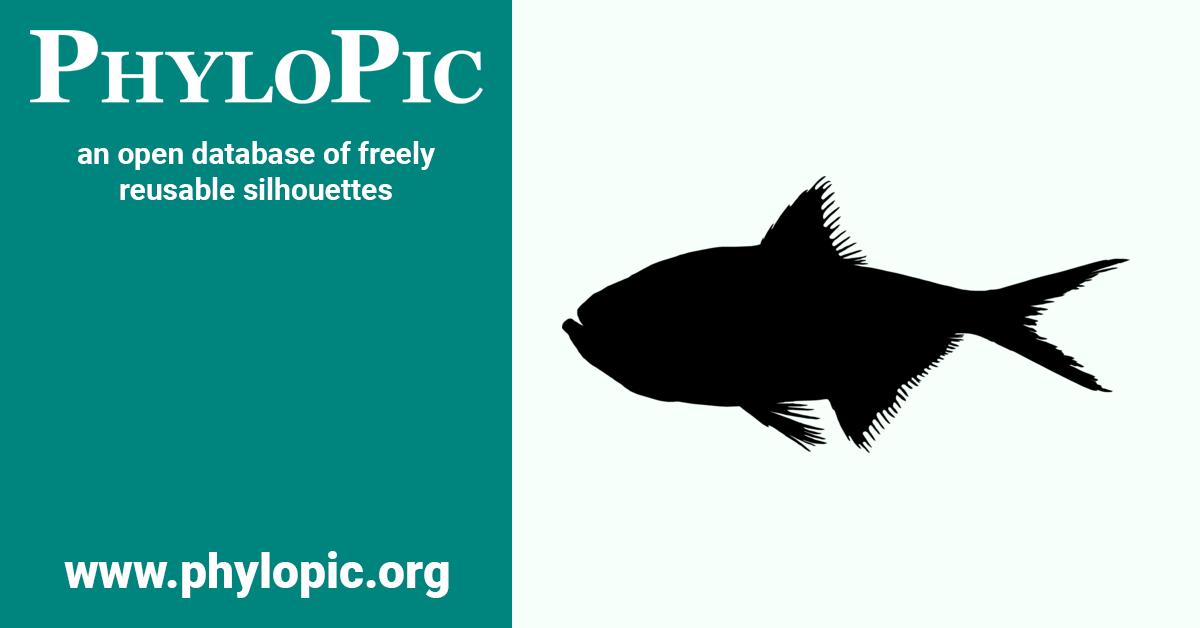 Beryx splendens by Erika Schumacher (CC BY-NC 3.0) - PhyloPic