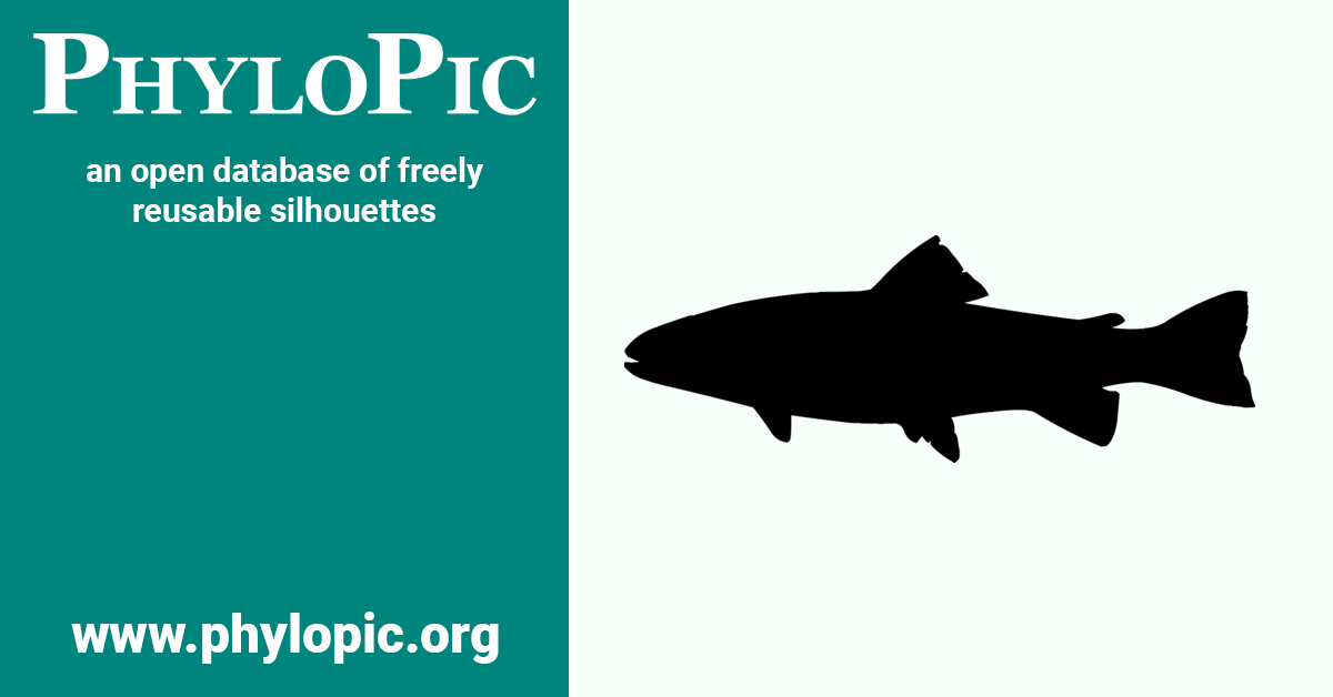 Salmonidae - PhyloPic
