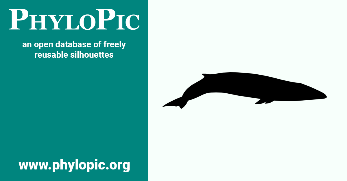 Balaenoptera physalus - PhyloPic