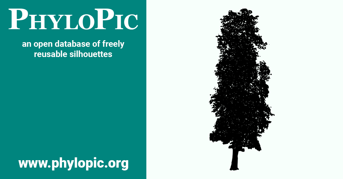 Gnetophyta - PhyloPic