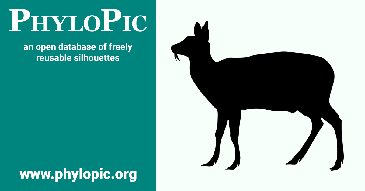 Moschus chrysogaster by Andrew A. Farke, modified from original by H ...