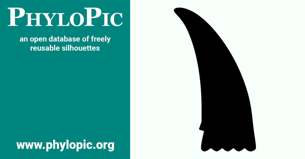 Plectronoceratia by Alexander Pohle (modified) (CC BY 4.0) - PhyloPic