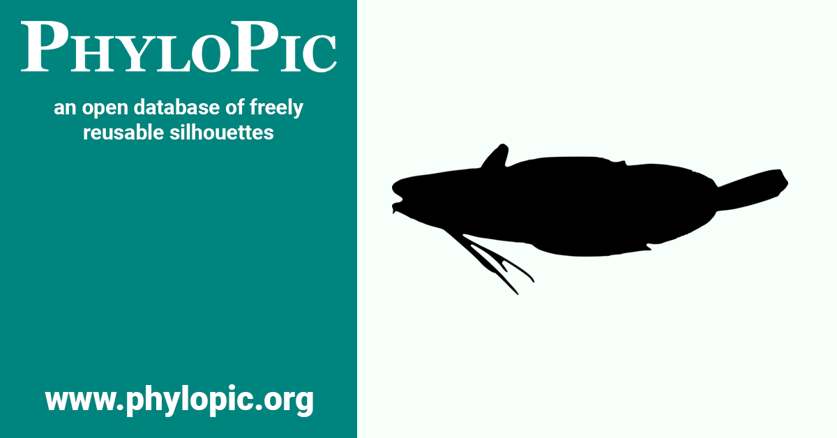 Urophycis regia by Nathan Hermann (CC0 1.0) - PhyloPic