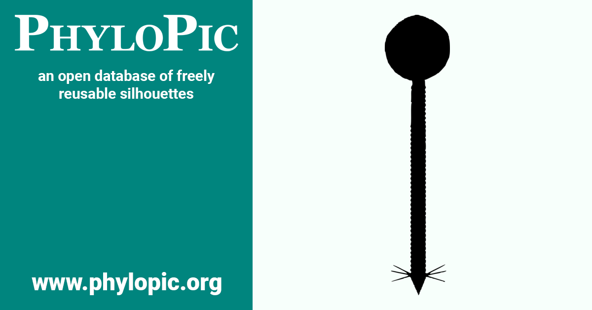 Siphoviridae by ViralZone, Swiss Institute of Bioinformatics (CC BY 4.0 ...