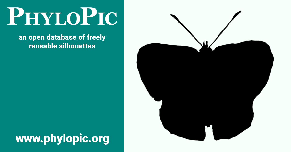 Lycaena phlaeas by Judy Gallagher (CC BY 4.0) - PhyloPic