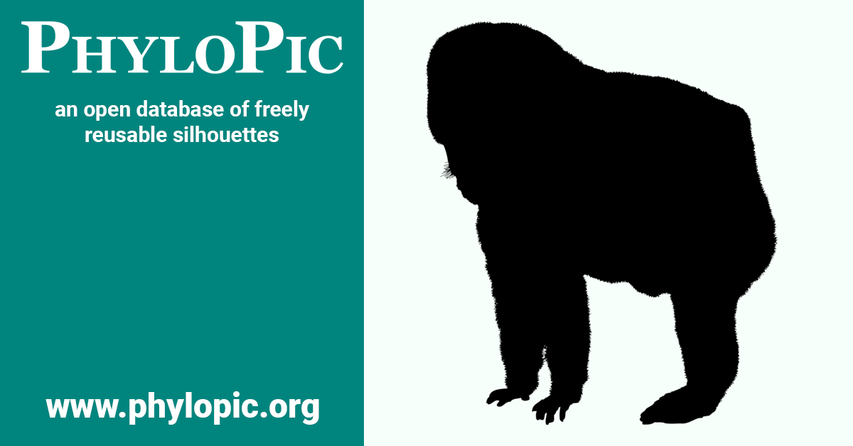 Mandrillus sphinx by Steven Traver (CC0 1.0) - PhyloPic