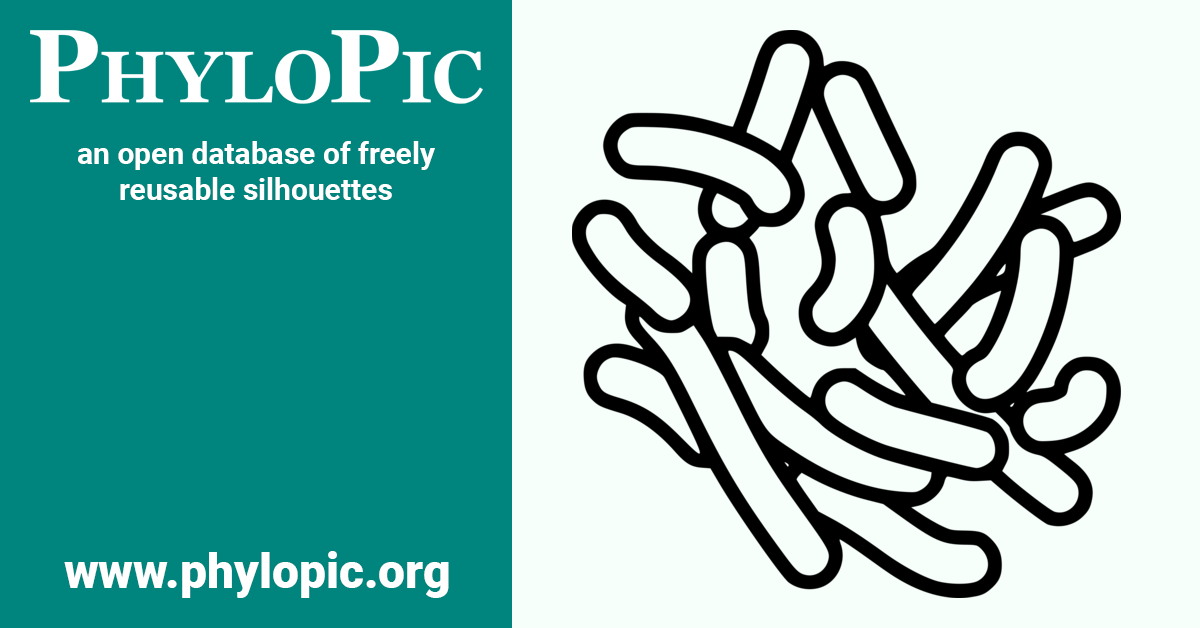 Fibrobacteres (CC0 1.0) - PhyloPic